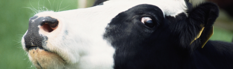 The Cow Goes “Moo” or “Boo”? Onomatopoeia in Other Languages - LingoHut ...