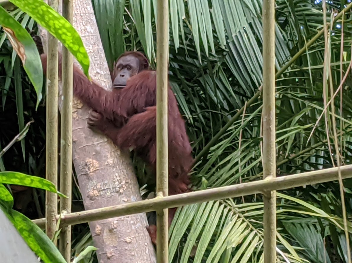 Journey Into The Wild – Bukti Merah Orang Utan Island - LingoHut Blog