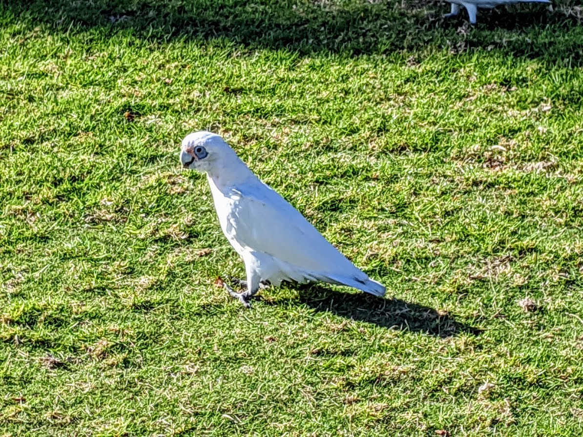 Corella Parrots Are Squatting In Perth - LingoHut Blog